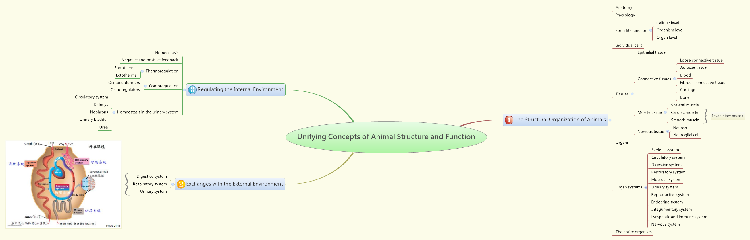 Unifying Concepts of Animal Structure and Function | 張 妤萍 - Xmind