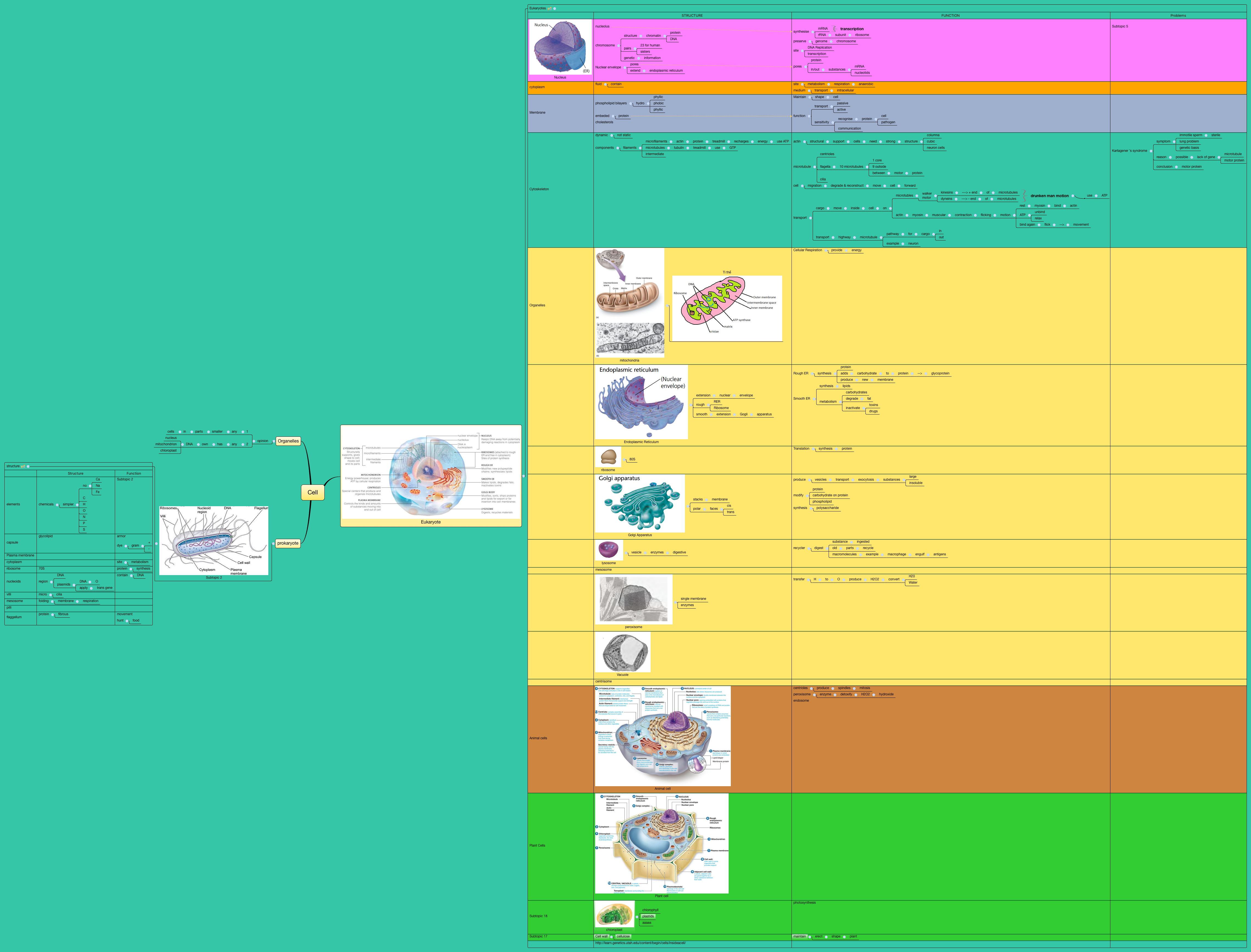 Cell | Xuan Truong Trinh - Xmind