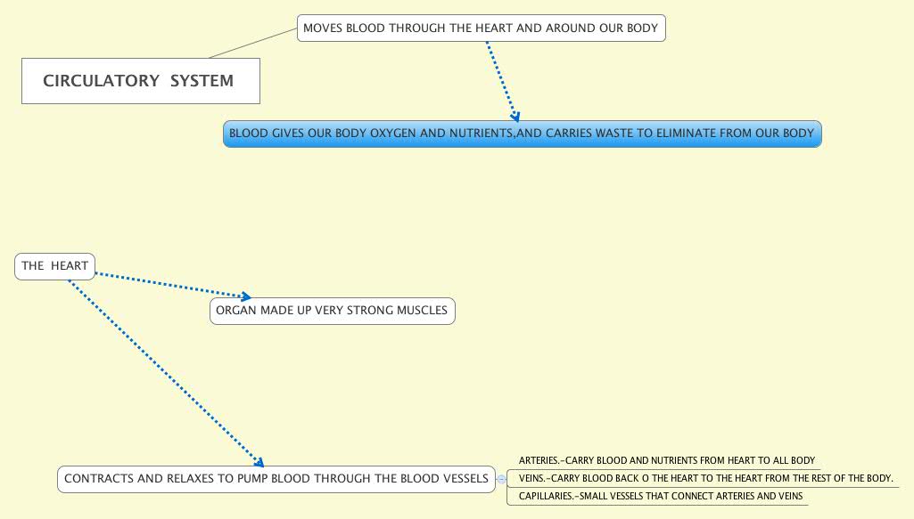 CIRCULATORY SYSTEM | aurora.elissetche - Xmind