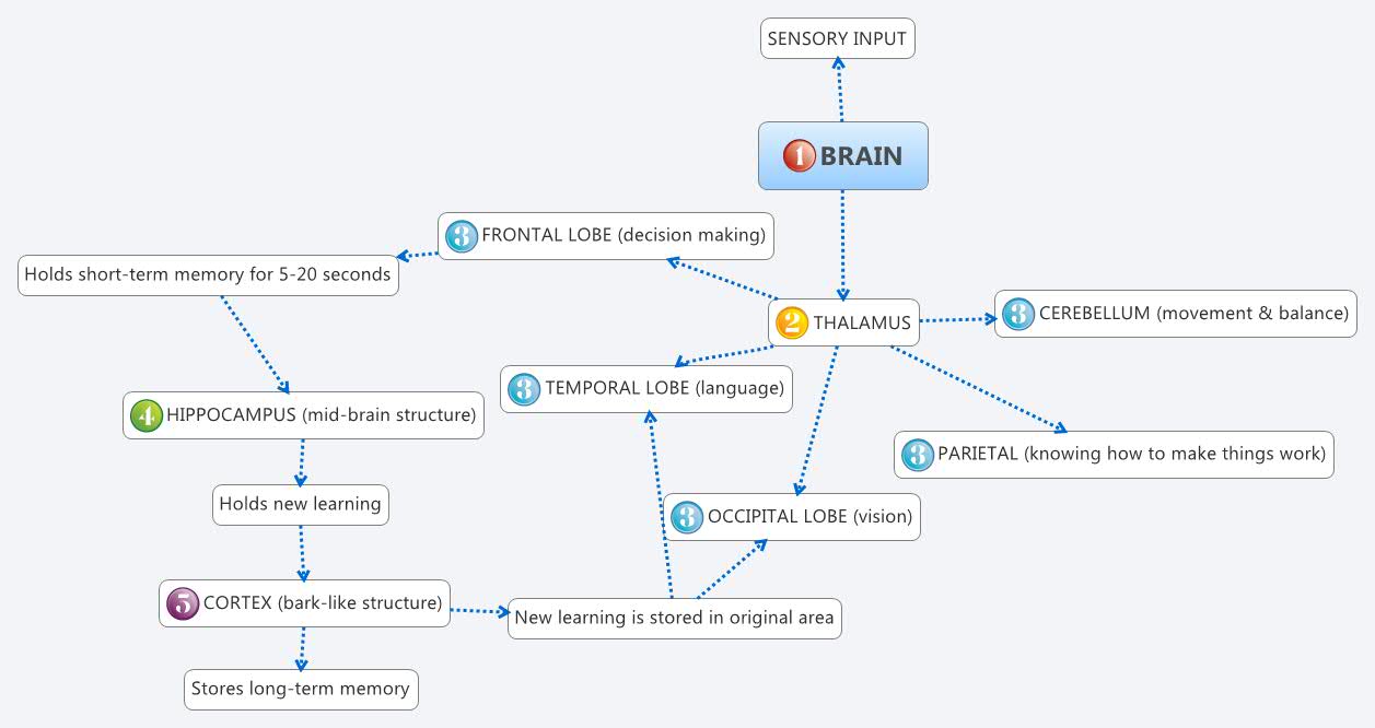 BRAIN | cngamble - Xmind