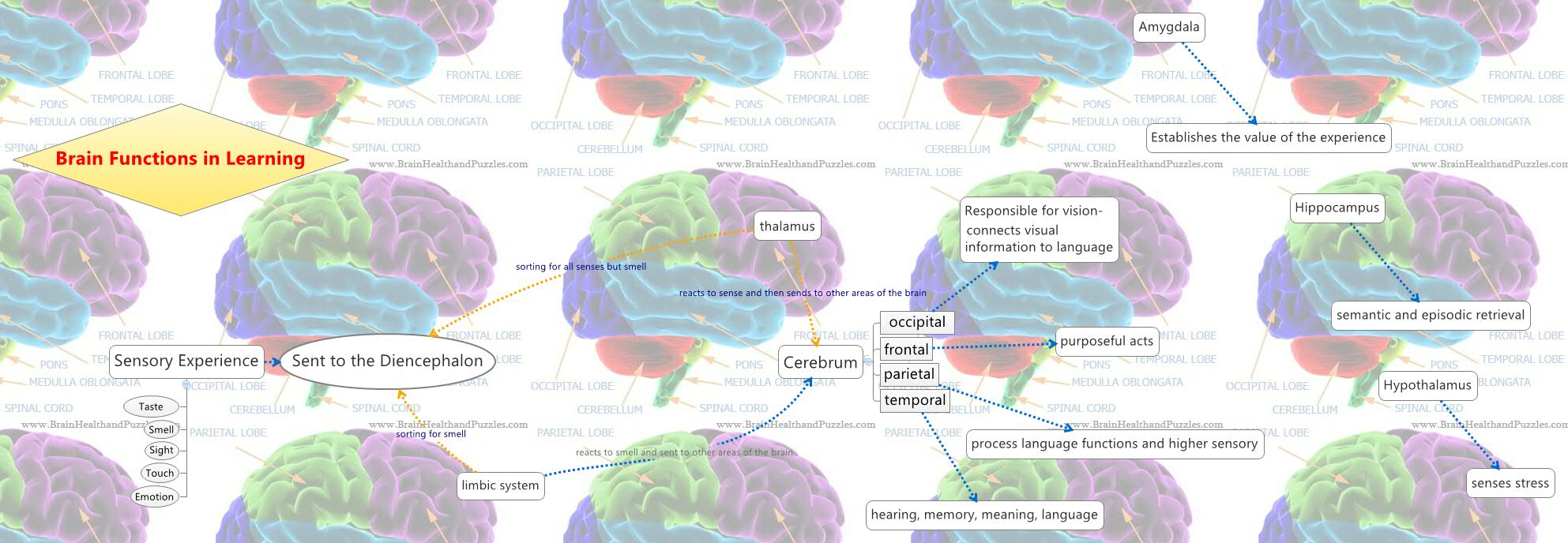 Brain Functions in Learning | jmirages - Xmind