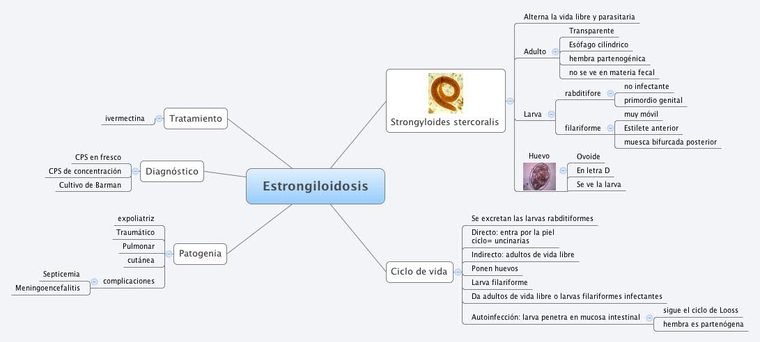 Estrongiloidosis | Antonio Barajas - Xmind