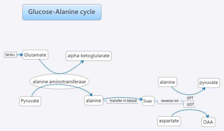Glucose-Alanine cycle | drifether - Xmind