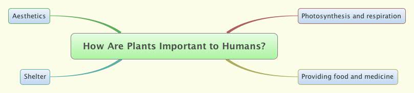 How Are Plants Important to Humans? | szviktor999 - Xmind