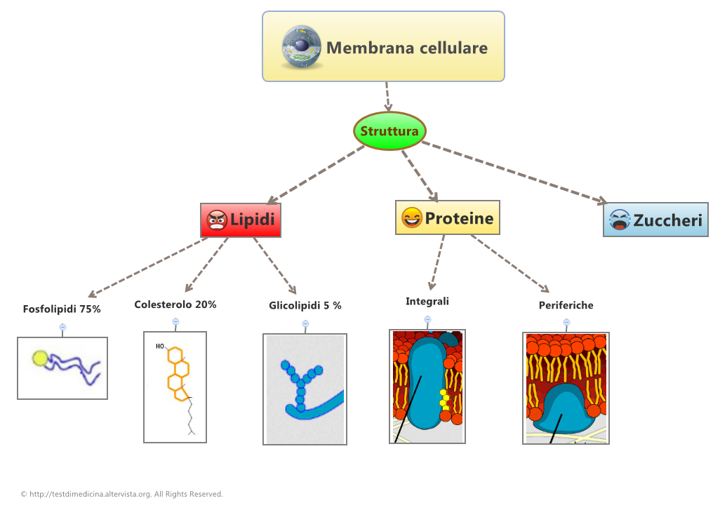 Membrana cellulare - Xmind - Mind Mapping App