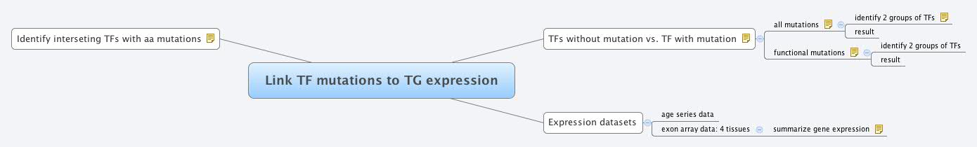 Link TF mutations to TG expression | hotxigua - Xmind