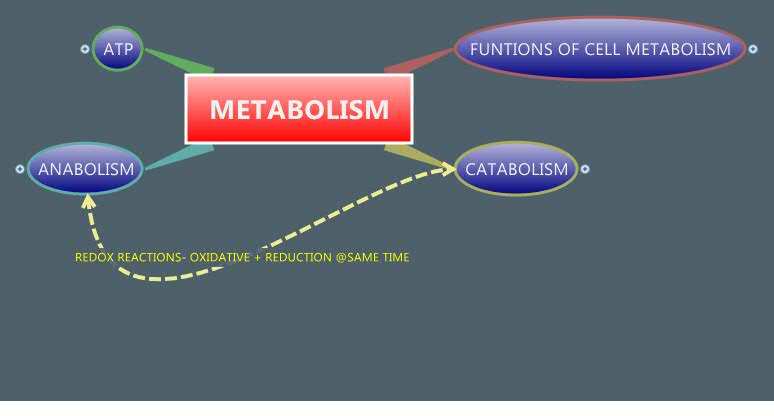 METABOLISM - Xmind - Mind Mapping App
