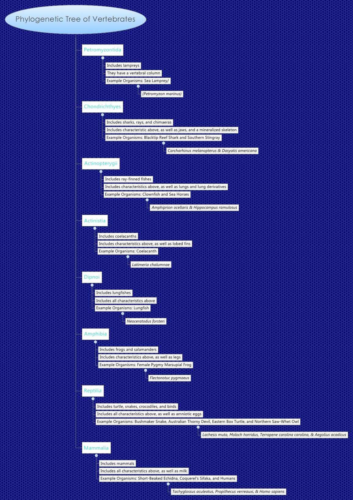 Phylogenetic Tree of Vertebrates | darbyrich - Xmind