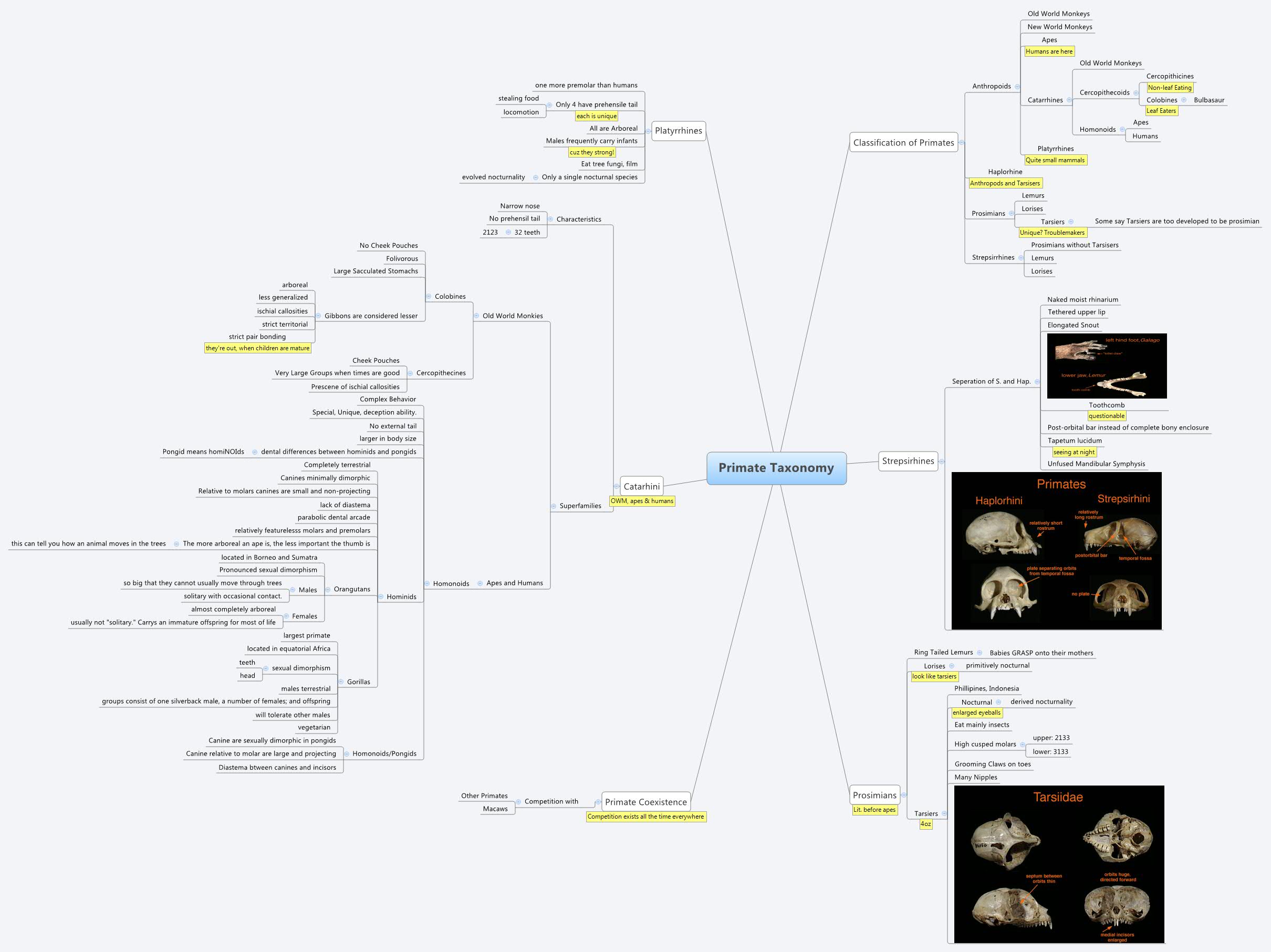 Primate Taxonomy | Scott - Xmind