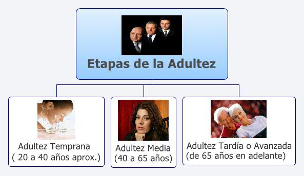 Etapas de la Adultez | Mercedes Nuñez - Xmind