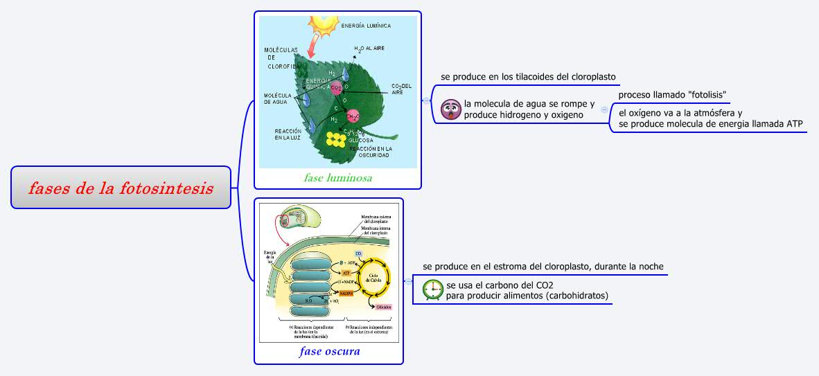 fases de la fotosintesis - Xmind - Mind Mapping App