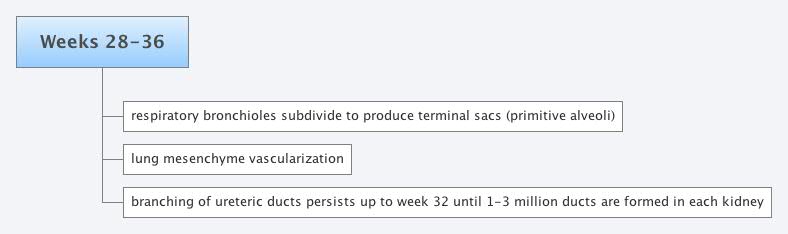Weeks 28-36 | shock044 - Xmind
