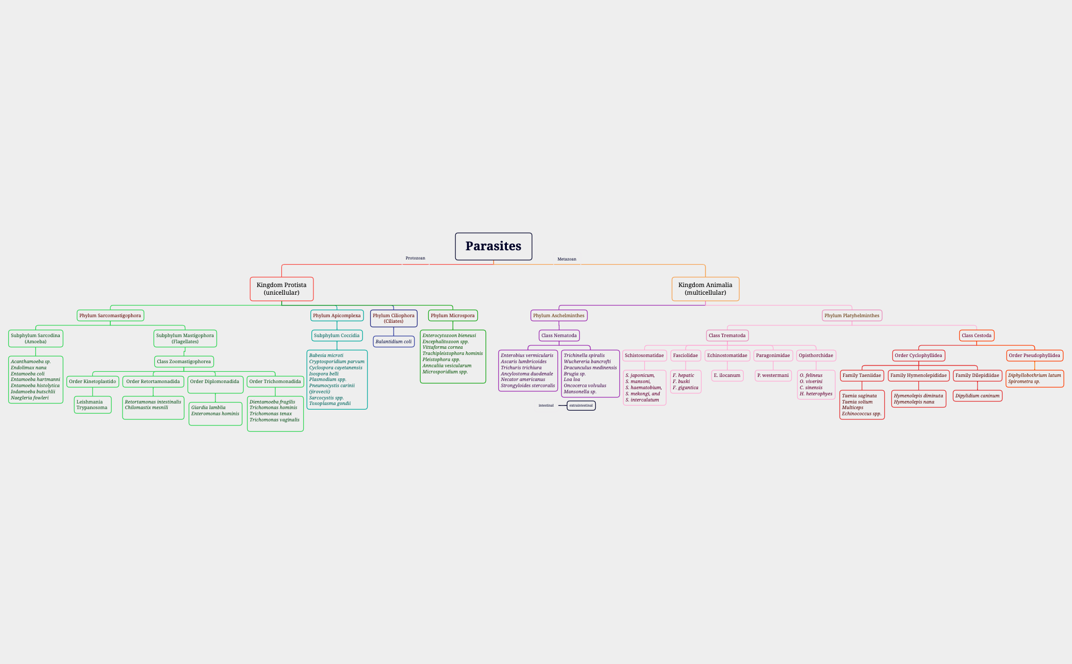 TaxonomyParasitesxmind-ExFJUd-YYEECKX-51163.xmind | Angela Villena - Xmind