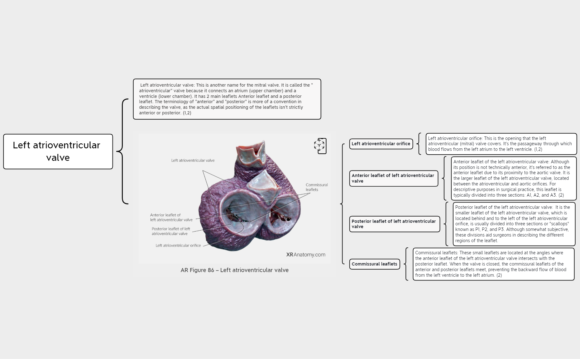 Left atrioventricular valve | Bogdan Leahu - Xmind