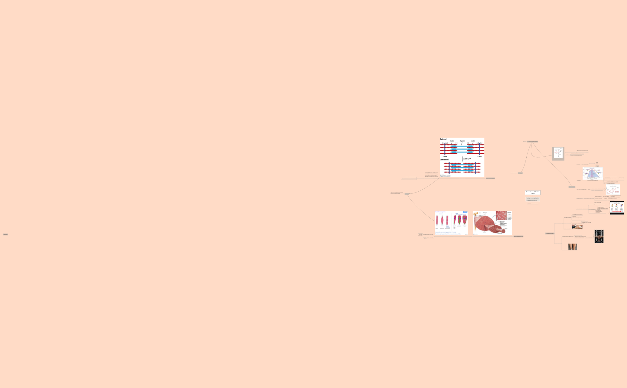 Biomechanics of Skeletal Muscle xZen | pNSilThrMf - Xmind